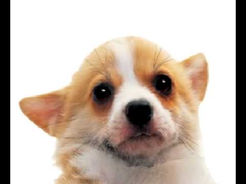 deep voice dog - YouTube