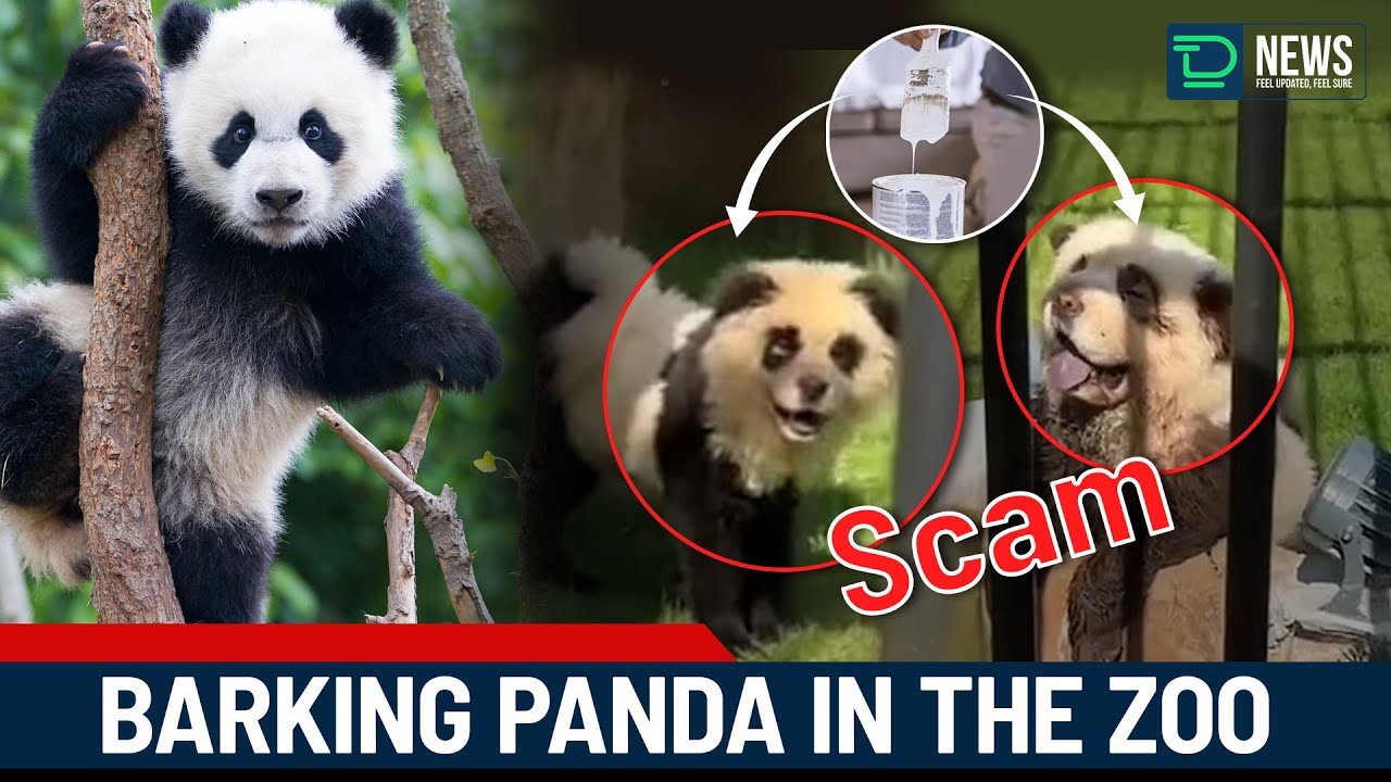Barking panda in the zoo | Deaf Talks | Deaf Talks News | Indian Sign ...