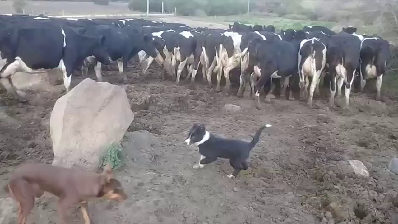 Perro cachorro Pastor OvejeroAustraliano Australian Shepherd no Border ...