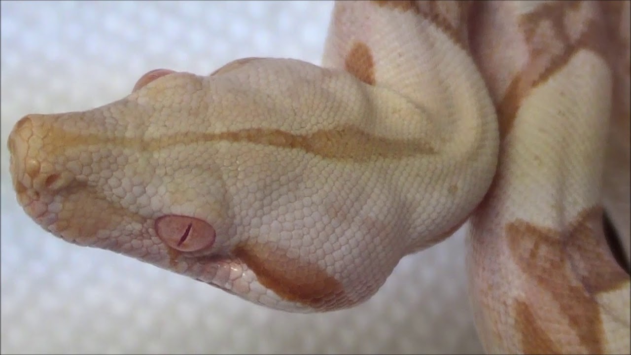 2019 Female Sun Dream Boa - YouTube