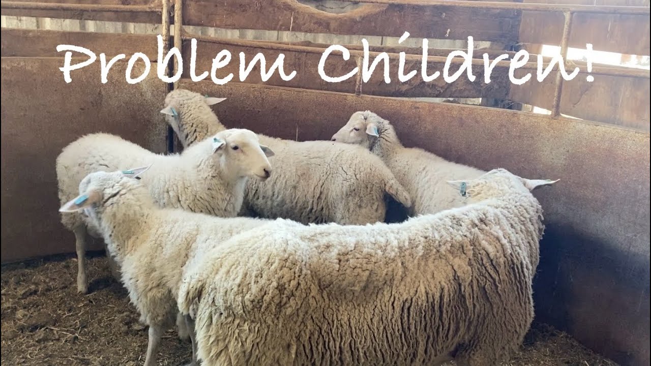 The trouble with rams … vlog 651 - YouTube