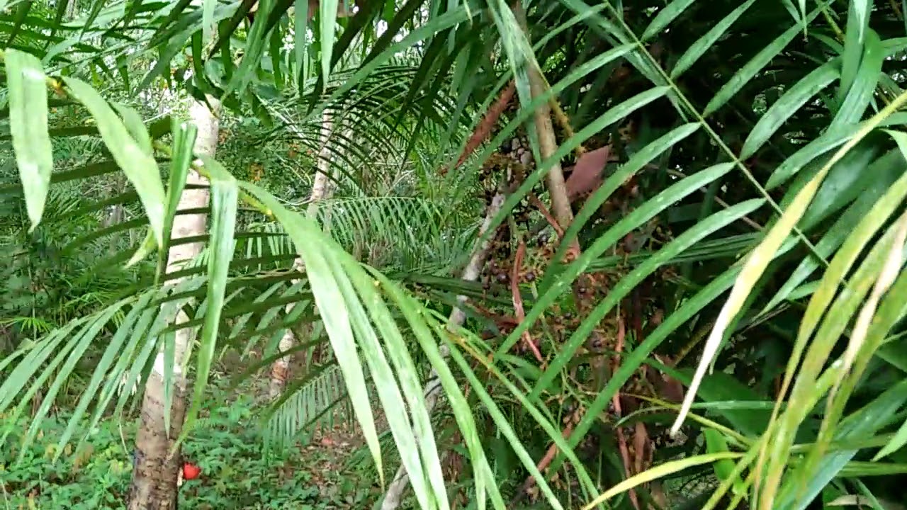 Tanam jernang di kebun getah hampir panen - YouTube