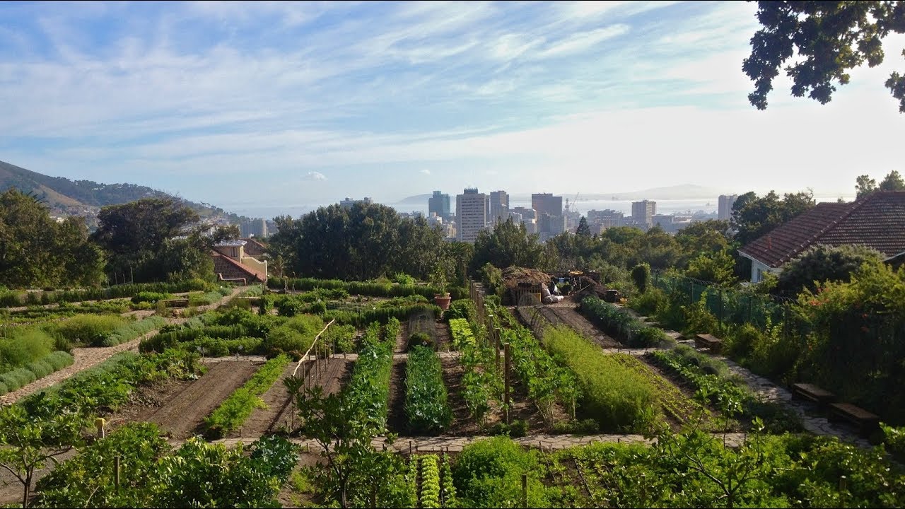 Urban Farming in Cape Town! - YouTube