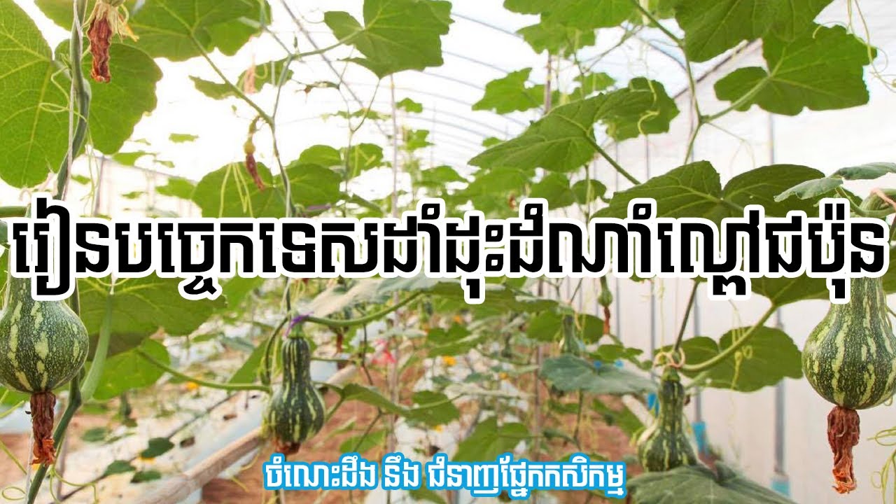 #ពិសេស: មករៀនបច្ចេកទេសដាំដុះដំណាំល្ពៅជប៉ុនក្នុងកសិដ្ឋាន| Learn ...