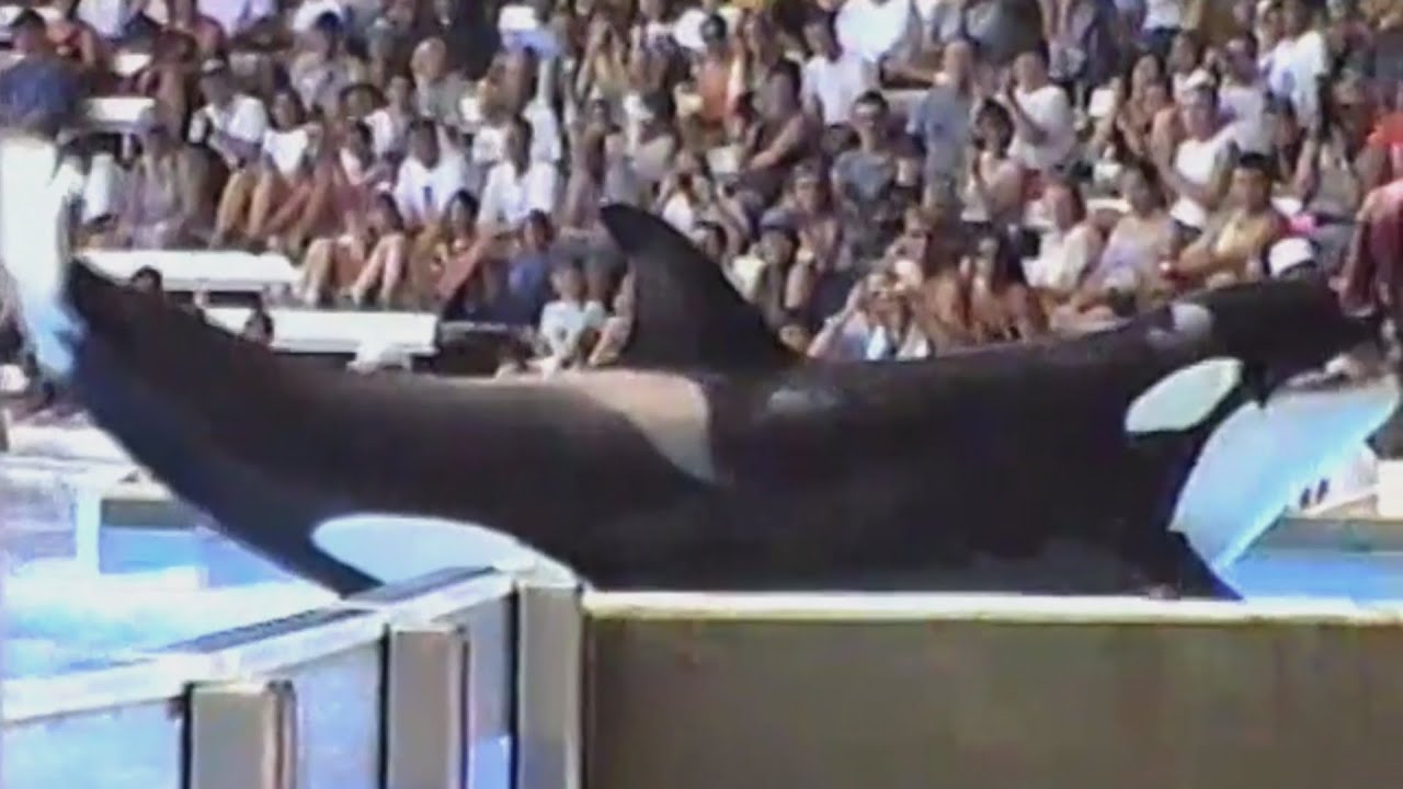 How High Segment | Shamu Adventure (Summer 1999) - YouTube