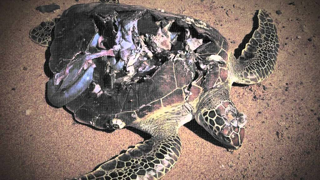 Watch out--turtles about - YouTube