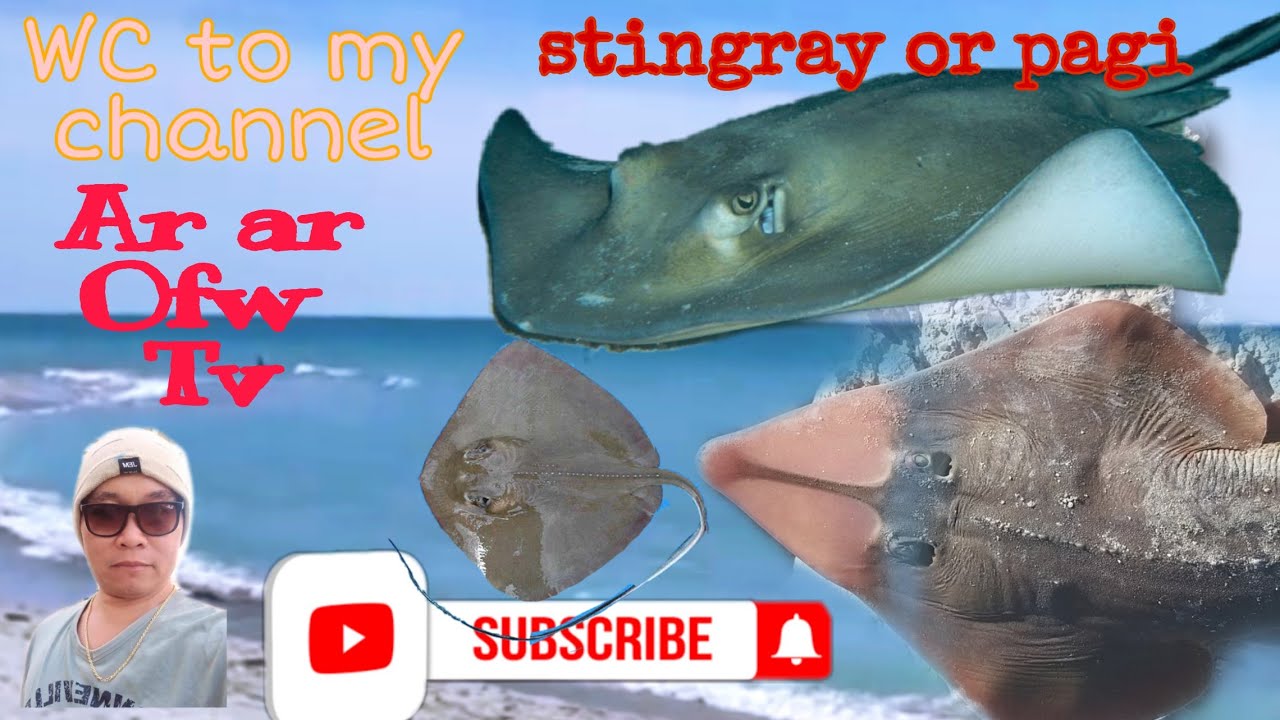 fishing corniche alkhobar KSA. Catching Stingray fish or pagi 14 kg ...