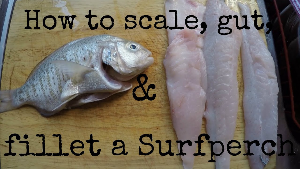 How to scale, gut, & fillet a Surfperch - YouTube