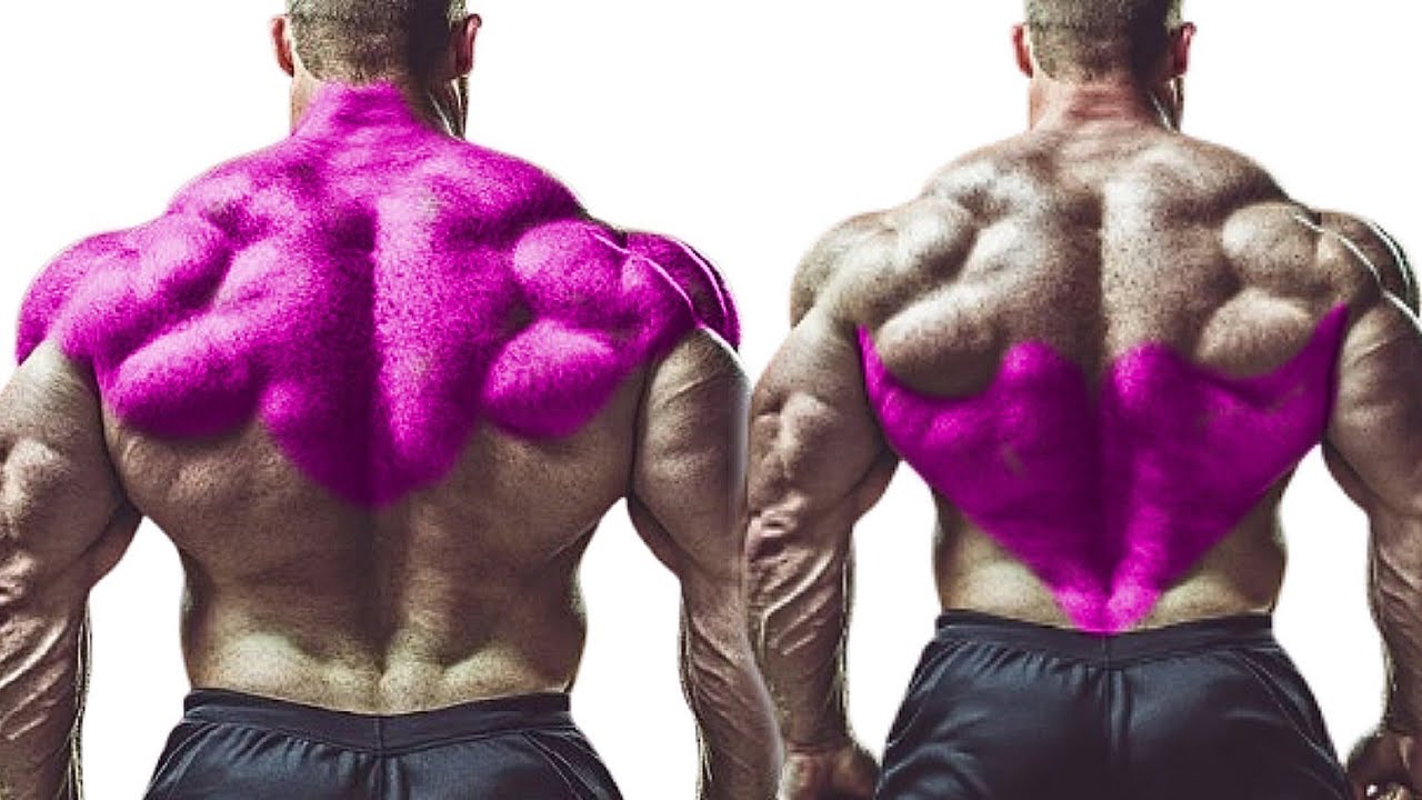 Build Complete Back Workout All You Need to Know to Grow Back Muscles ...