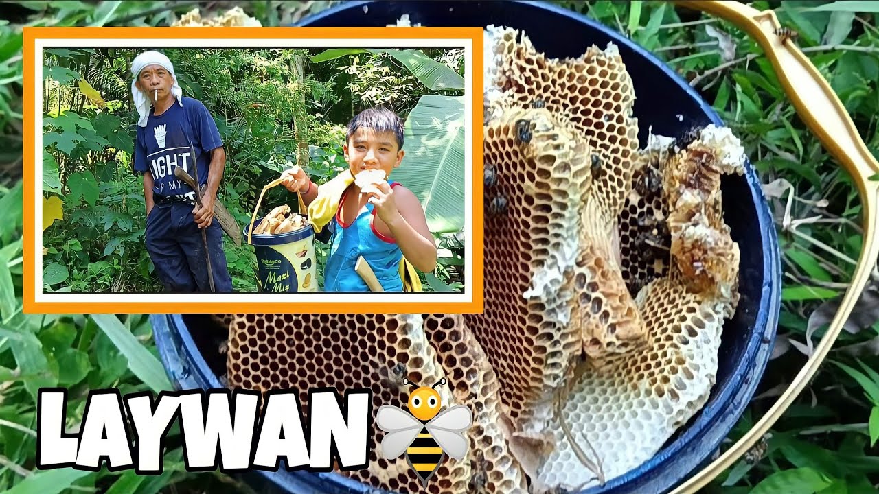 LAYWAN || HONEY BEE HARVEST 🐝 #laywan #honeybee #buhayprobinsya - YouTube