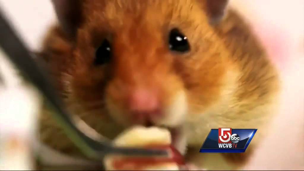 Must see: Hamster versus human in hot dog eating contest - YouTube