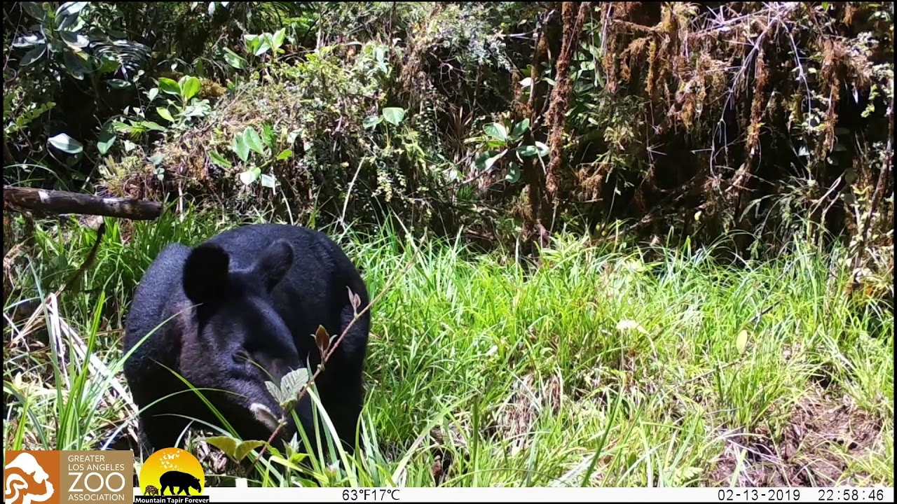 Mountain tapir in the Colombian Massif - YouTube