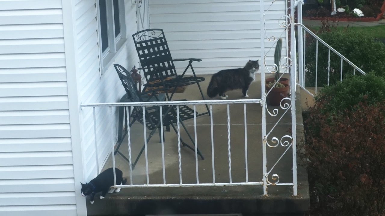 The Further Adventures of Kramer the Cat - Volume 74: Three Cool Cats ...