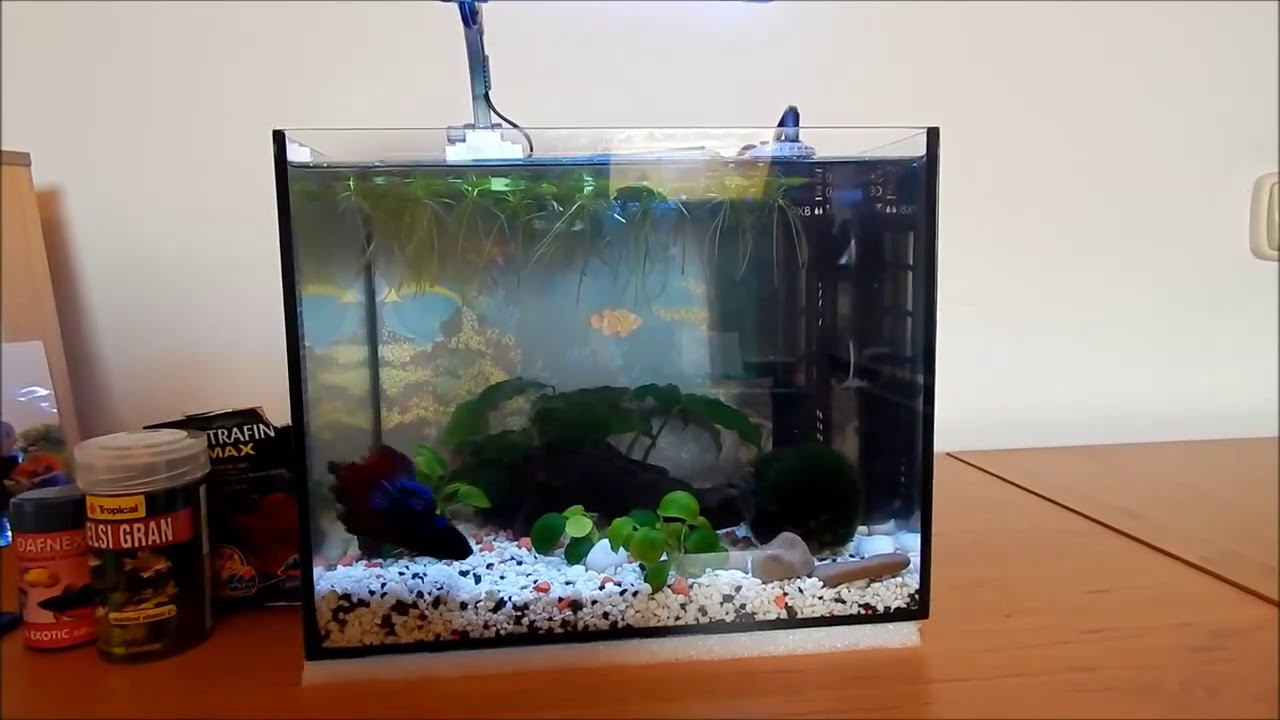 Betta splendens - bojovnica pestra akvarium 10l - YouTube