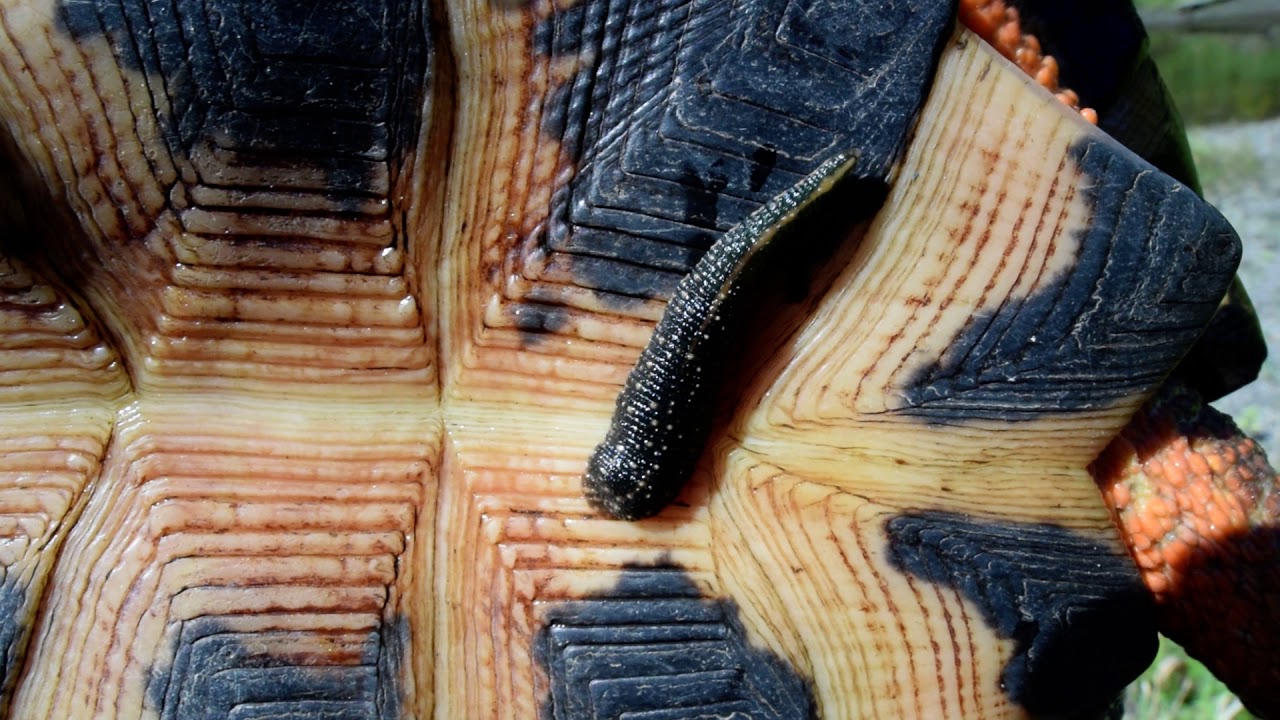 Smooth turtle leech on plastron of Wood Turtle in Vermont's Northeast ...