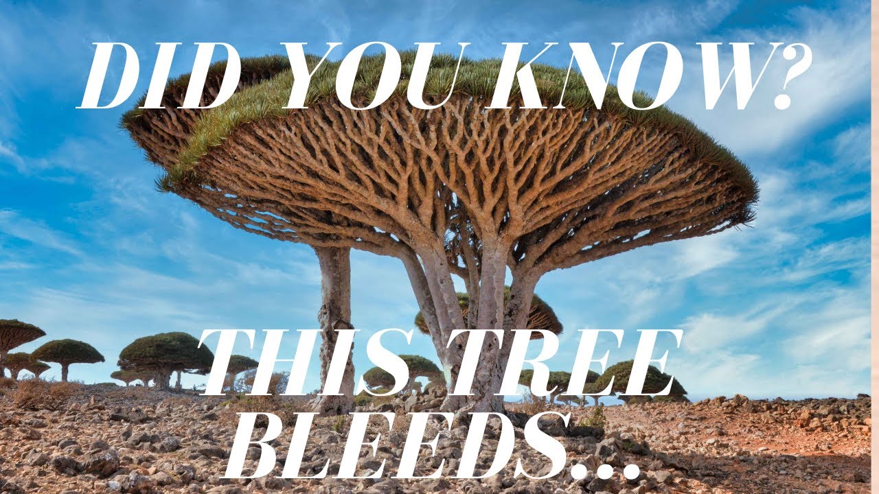 DID YOU KNOW? The Dragon's Blood Tree bleeds... - YouTube