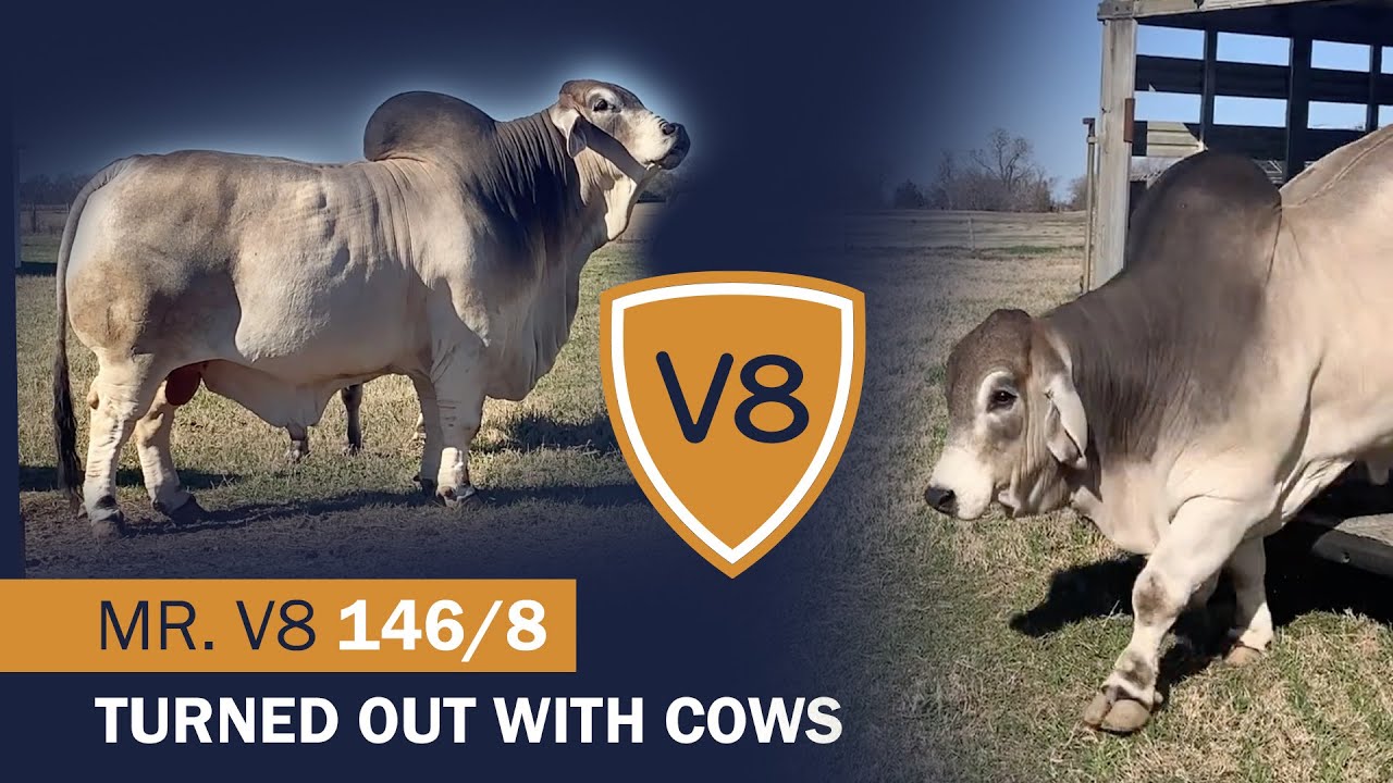 +Mr. V8 146/8 "Sloan" Brahman Bull Turned Out On Pasture at V8 Ranch ...