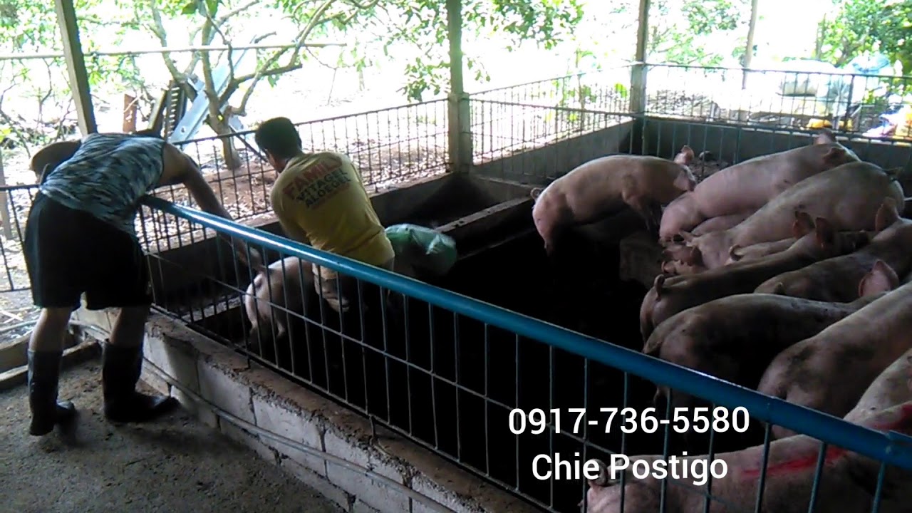 Pigs harvest time! CHC Agritech Results! - YouTube