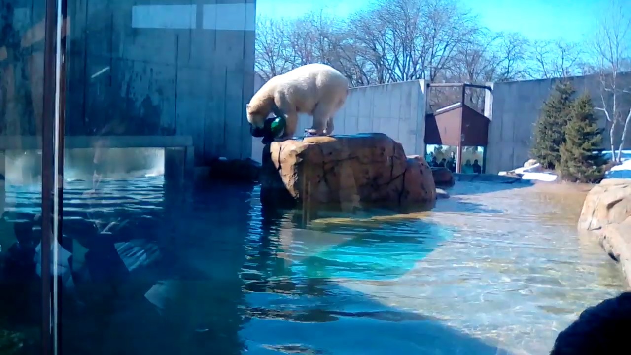 Polar Bear Youtube
