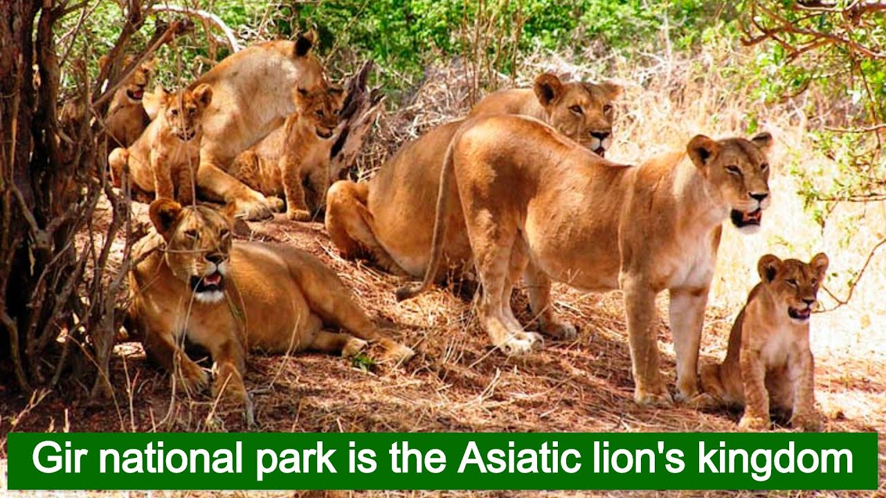Gir national park is the Asiatic lion's kingdom गिर राष्ट्रीय उद्यान ...