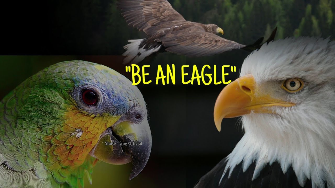 Be an Eagle || Status King Official #quotes #inspirational #lifequotes ...