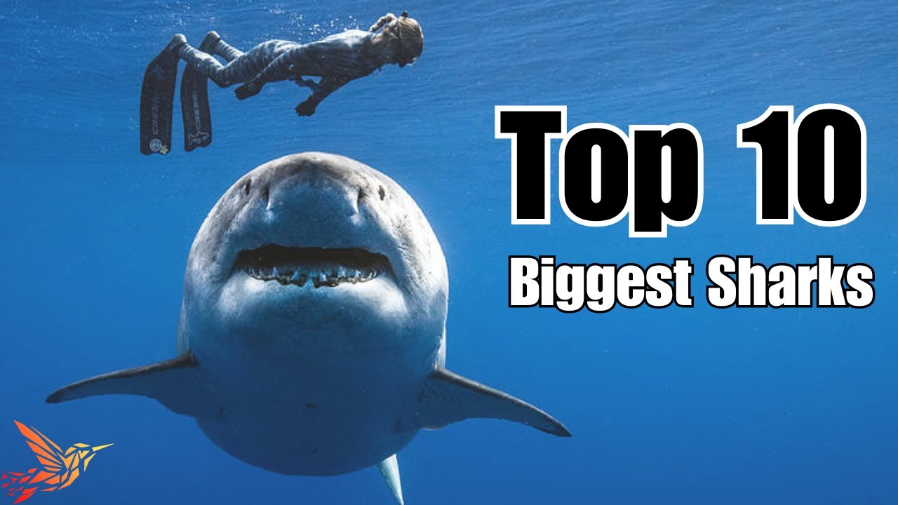 Top 10 Biggest Sharks in the World - YouTube