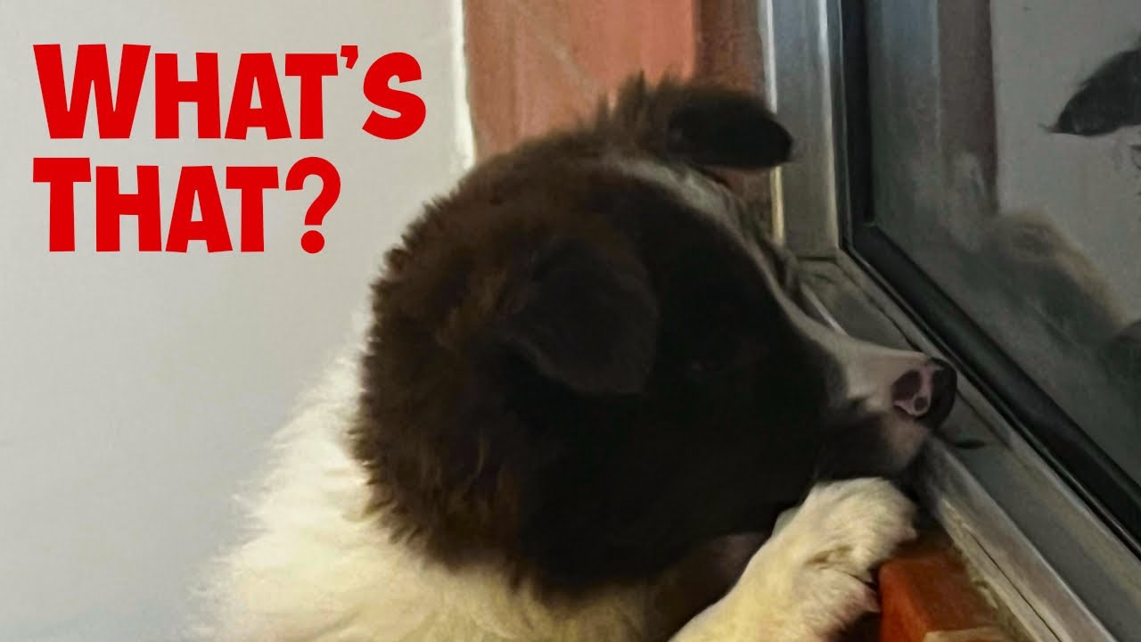 🐶 Puppy Dog WATCHES TV and OTHER DOGS FIRST TIME - YouTube