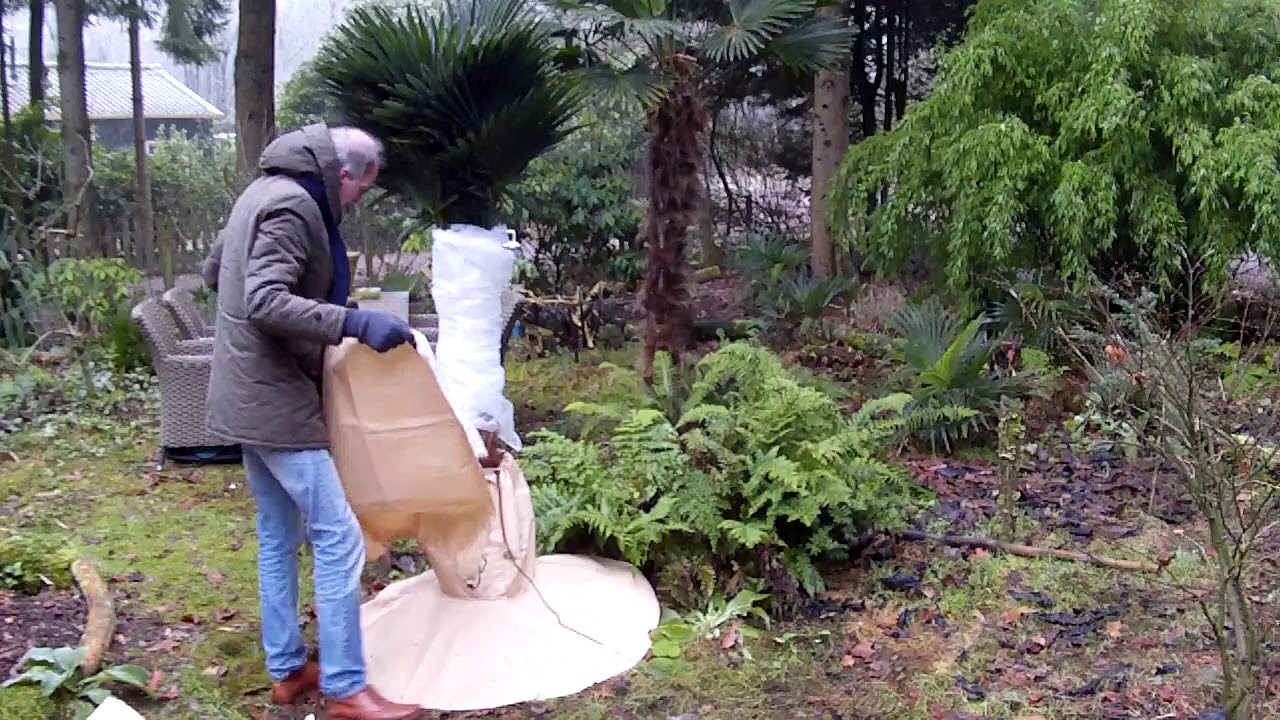 How to apply winter protection to palms - YouTube