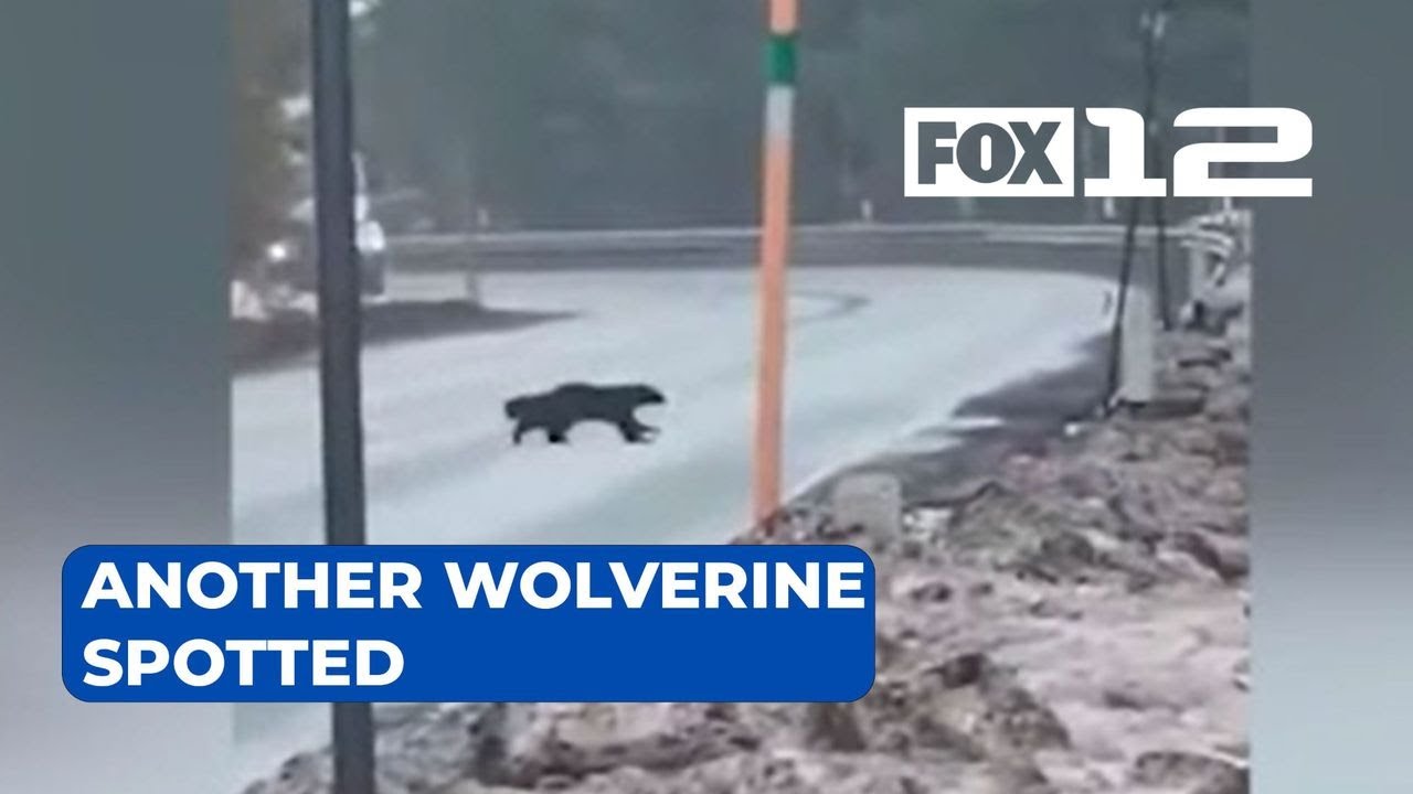 Rare wolverine spotted again in Oregon, ODFW confirms - YouTube