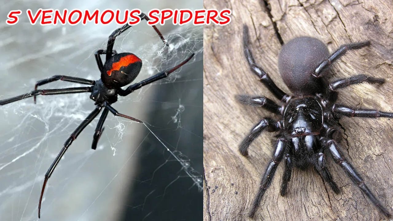 5 NAKAKALASON NA GAGAMBA SA BUONG MUNDO ll VENOMOUS SPIDERS - YouTube