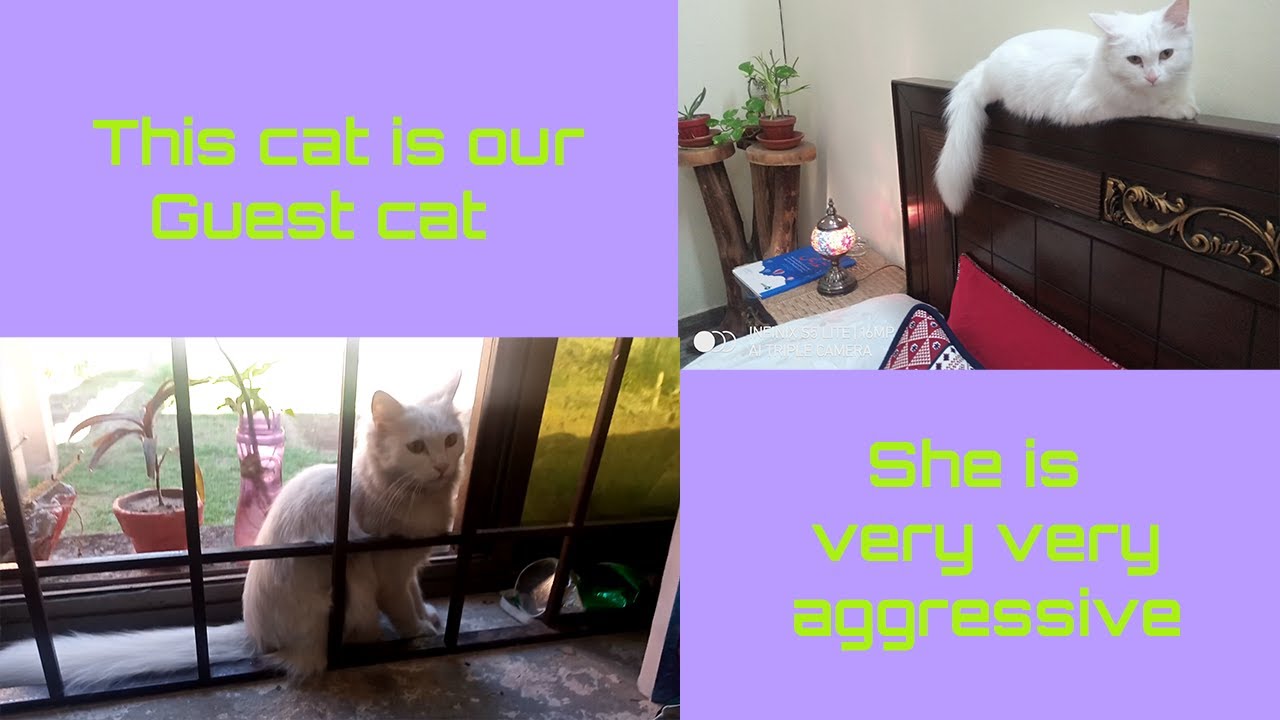 Meet our guest cat - YouTube