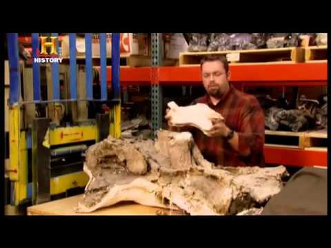 Canlılarda Boyut - Türkçe Dublaj Belgesel