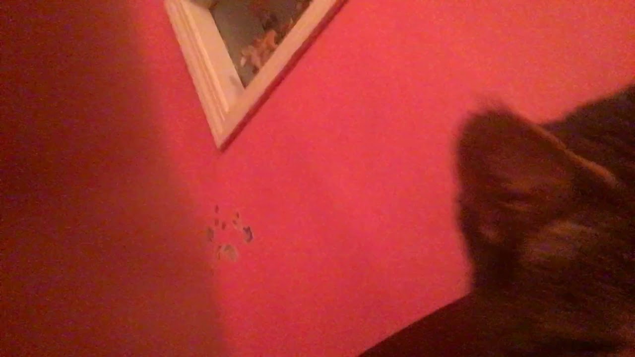 Me Fooling Around With My Cat Squeak YouTube me-fooling-around-with-my-cat-squeak-youtube