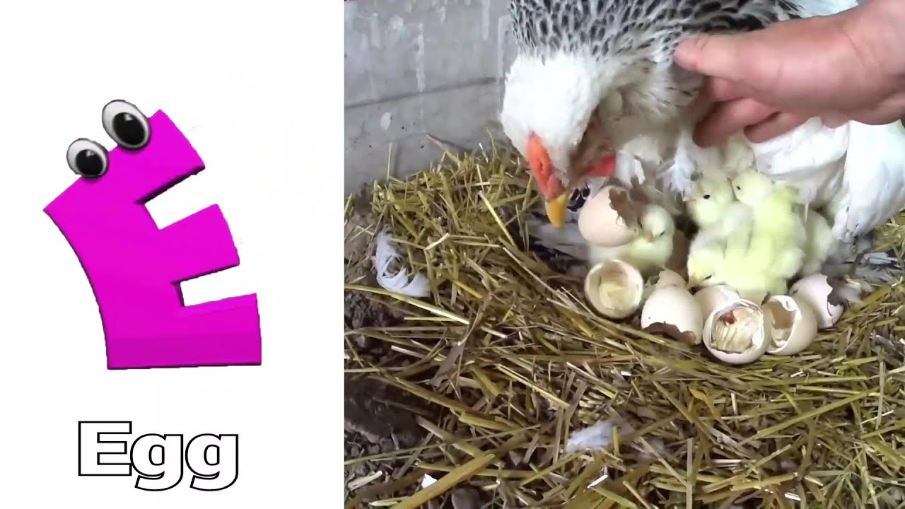 Food ABC Song for Kids | Food Alphabet Song | Phonics for Toddler ...