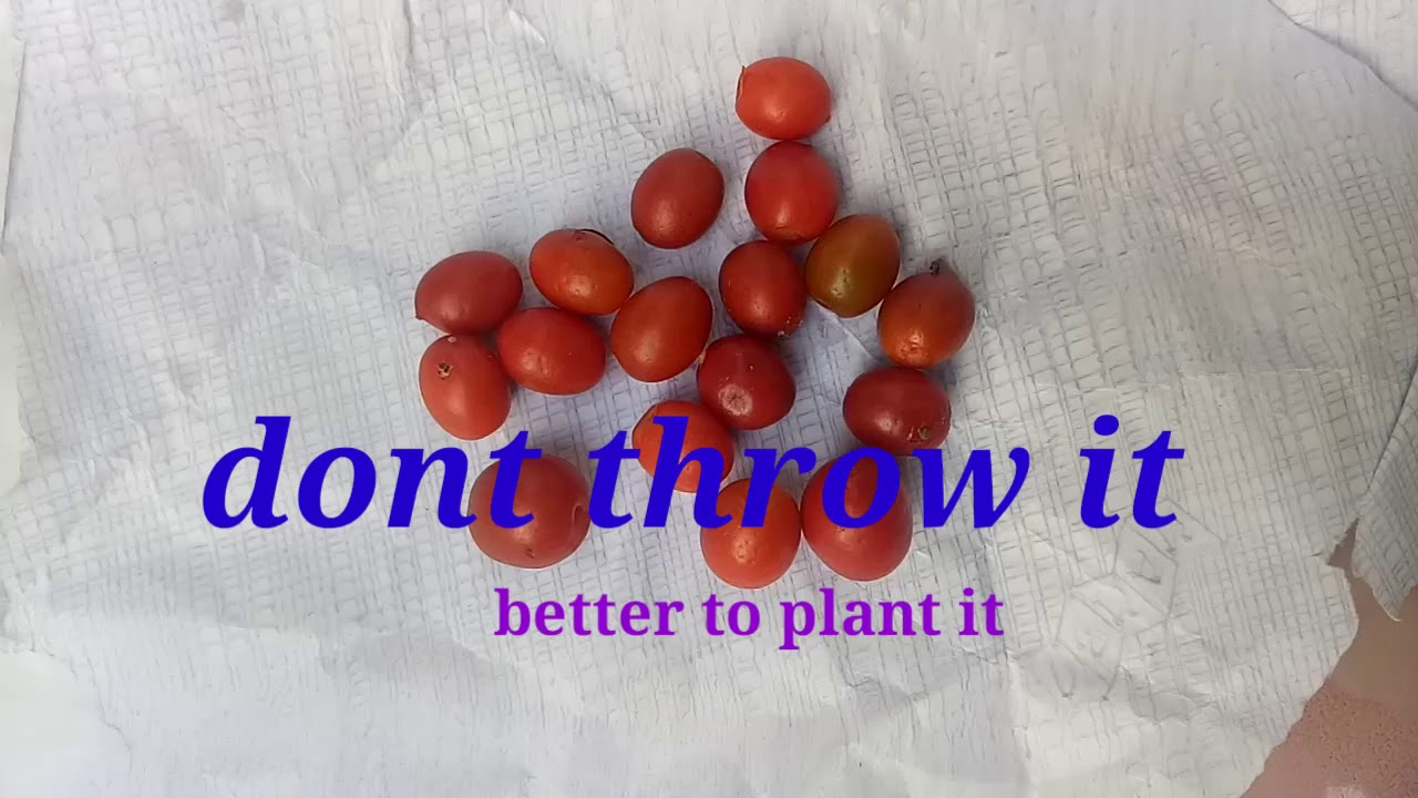 Easy grow kemuning from seeds part 1 - YouTube