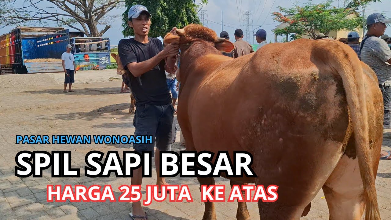 REVIEW HARGA SAPI BESAR DI PASAR HEWAN WONOASIH KOTA PROBOLINGGO - YouTube