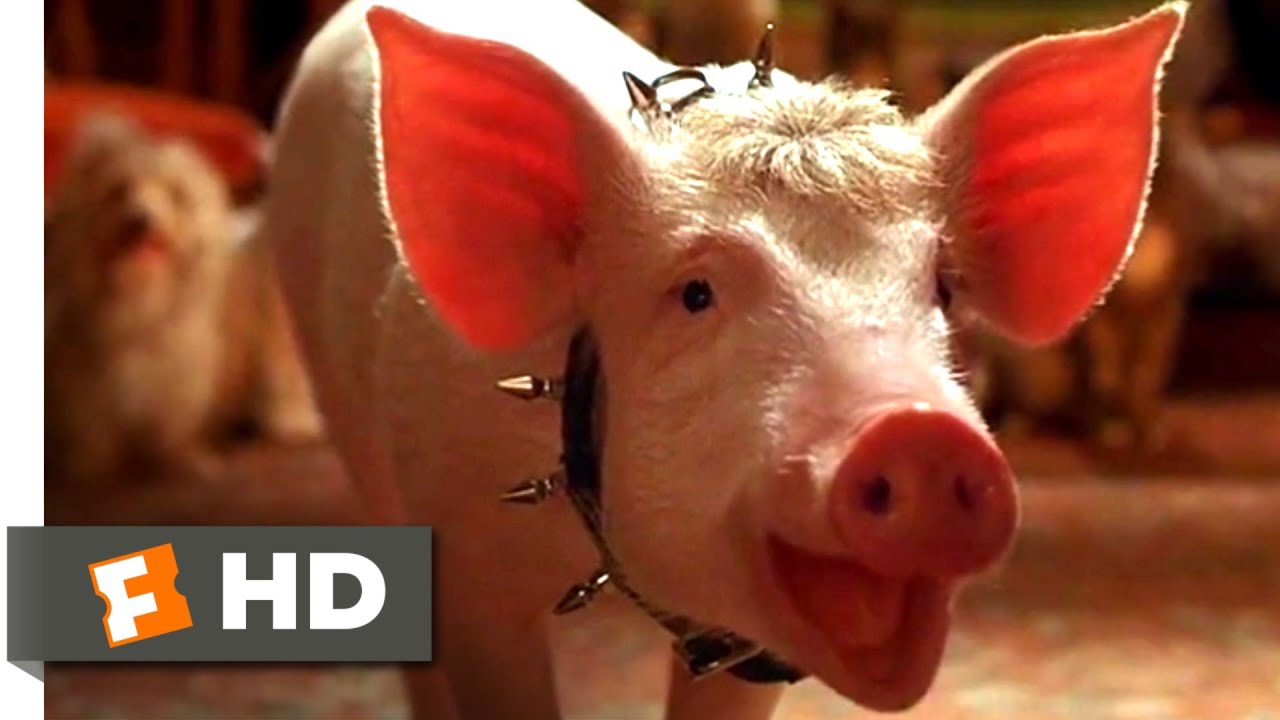 Babe: Pig in the City (1998) - The Birthday Song Scene (6/10 ...