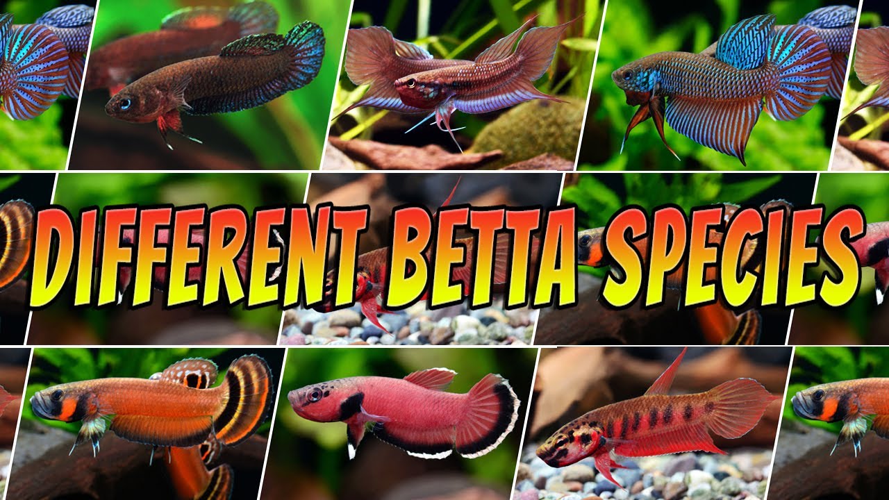 Types of Different Betta Species - Top 10 Rare & Common Aquarium Betta ...
