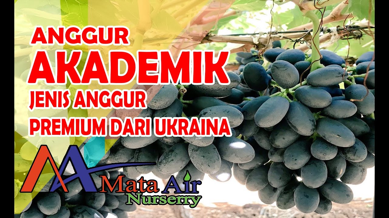 INILAH ANGGUR AKADEMIK JENIS ANGGUR IMPORT PREMIUM DARI UKRAINA - YouTube
