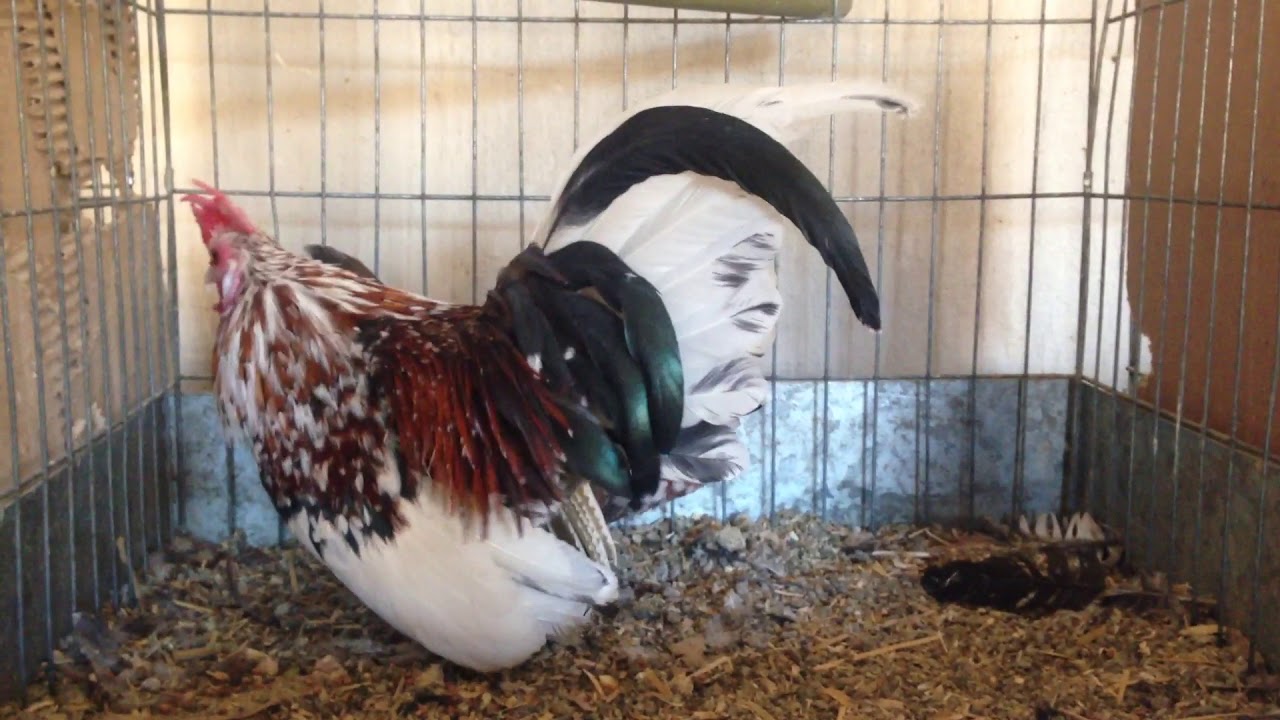 Gallo miniatura Azteca Criadero San Matías Pintos de rojo Reproductores ...