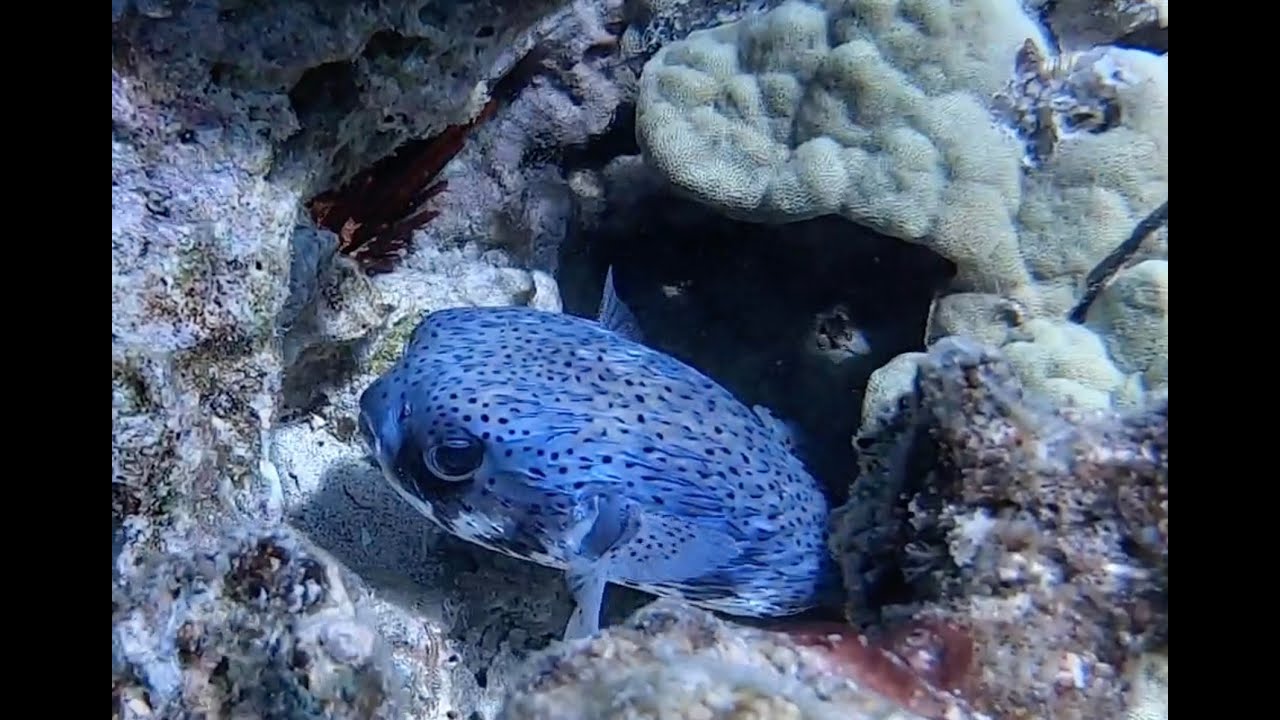 Blue Pelagic Puffer - Puako, Hawai'i - YouTube