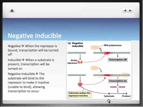 Four Types of Operons - YouTube