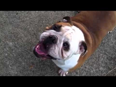 Dumb Fat Bulldog - YouTube