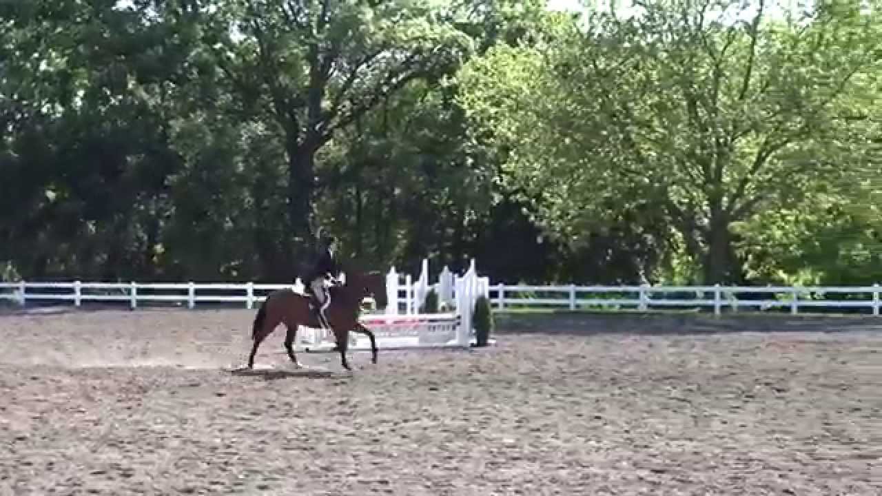 Thoroughbred Hunter Classic - YouTube