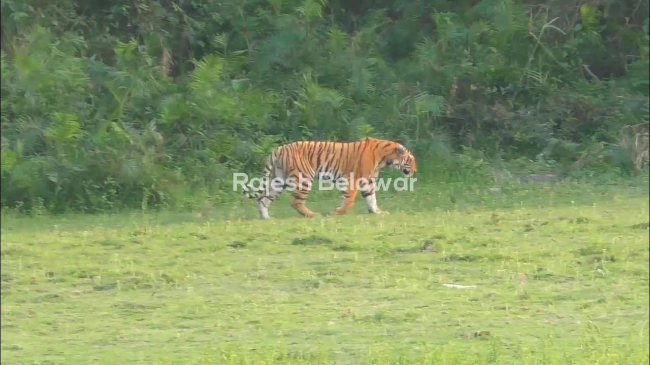 King of Kaziranga National Park & Tiger Reserve - YouTube