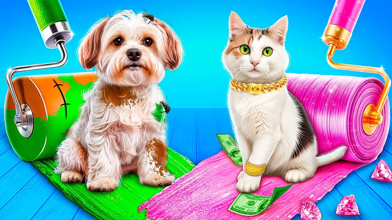 Rich Cat vs Poor Dog! 🐶😻 We Build a Tiny House for Pets! - YouTube