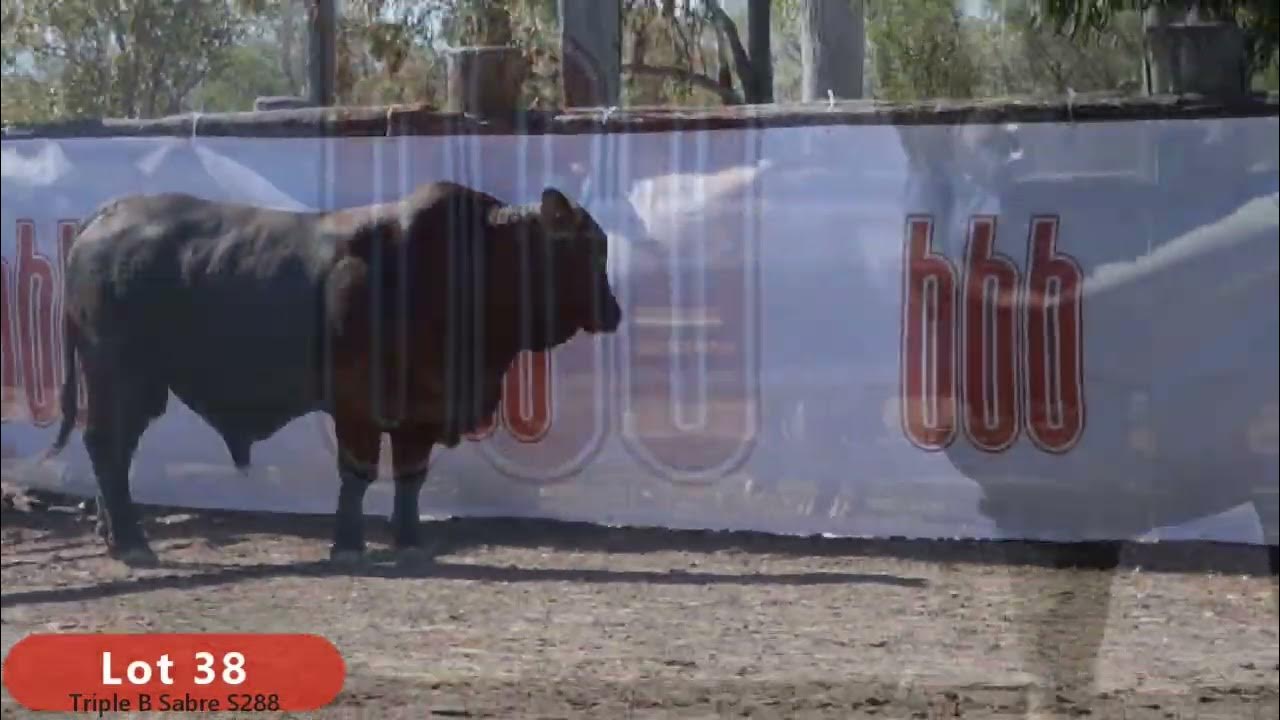 Lot 38 - Triple B Sabre S288 - YouTube