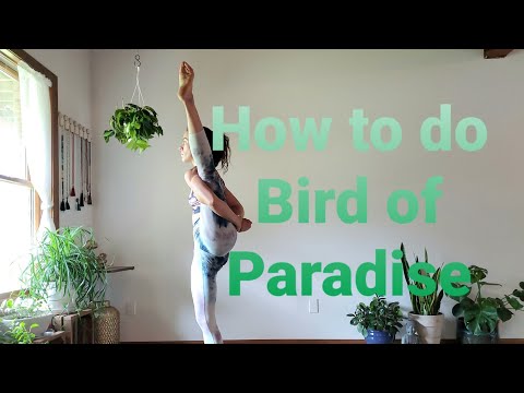How to do Bird of Paradise Pose in Yoga