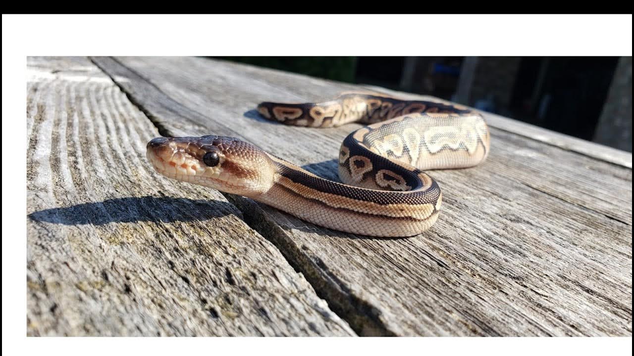 Ball Python Eggs Hatching - YouTube
