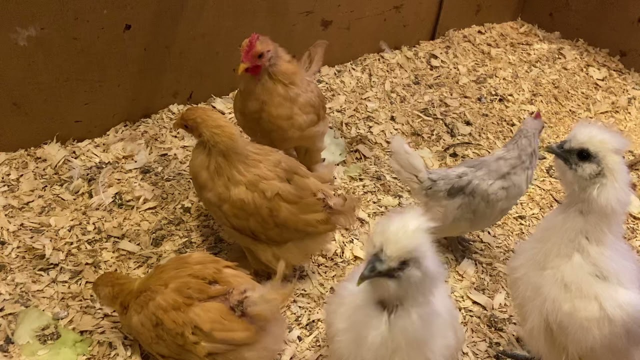 2 Baby Roosters Crow For The First Time - YouTube